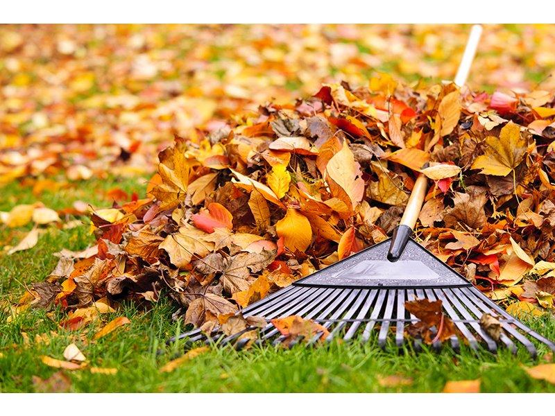 Curbside Fall Leaf Pick-up week | Town of Exeter New Hampshire Official ...